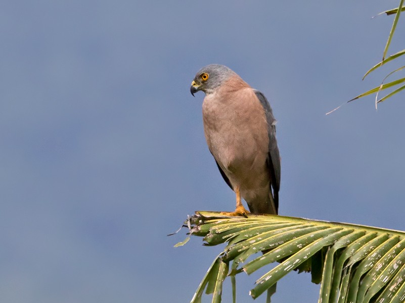 Fiji Goshawk - eBird
