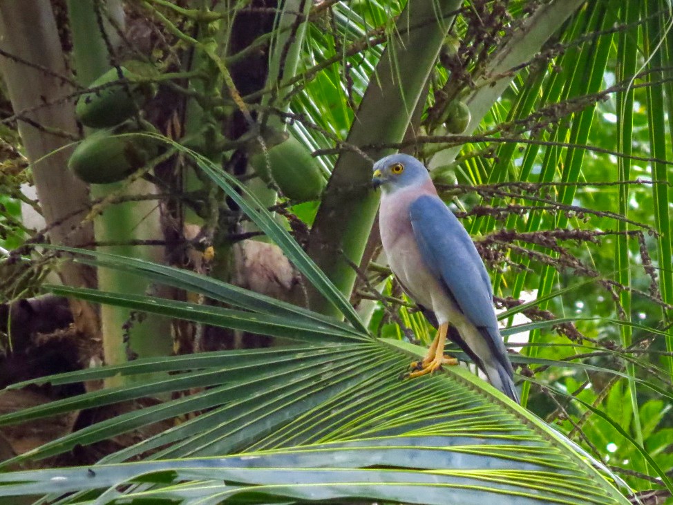 Fiji Goshawk - eBird