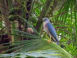 Fiji Goshawk - eBird