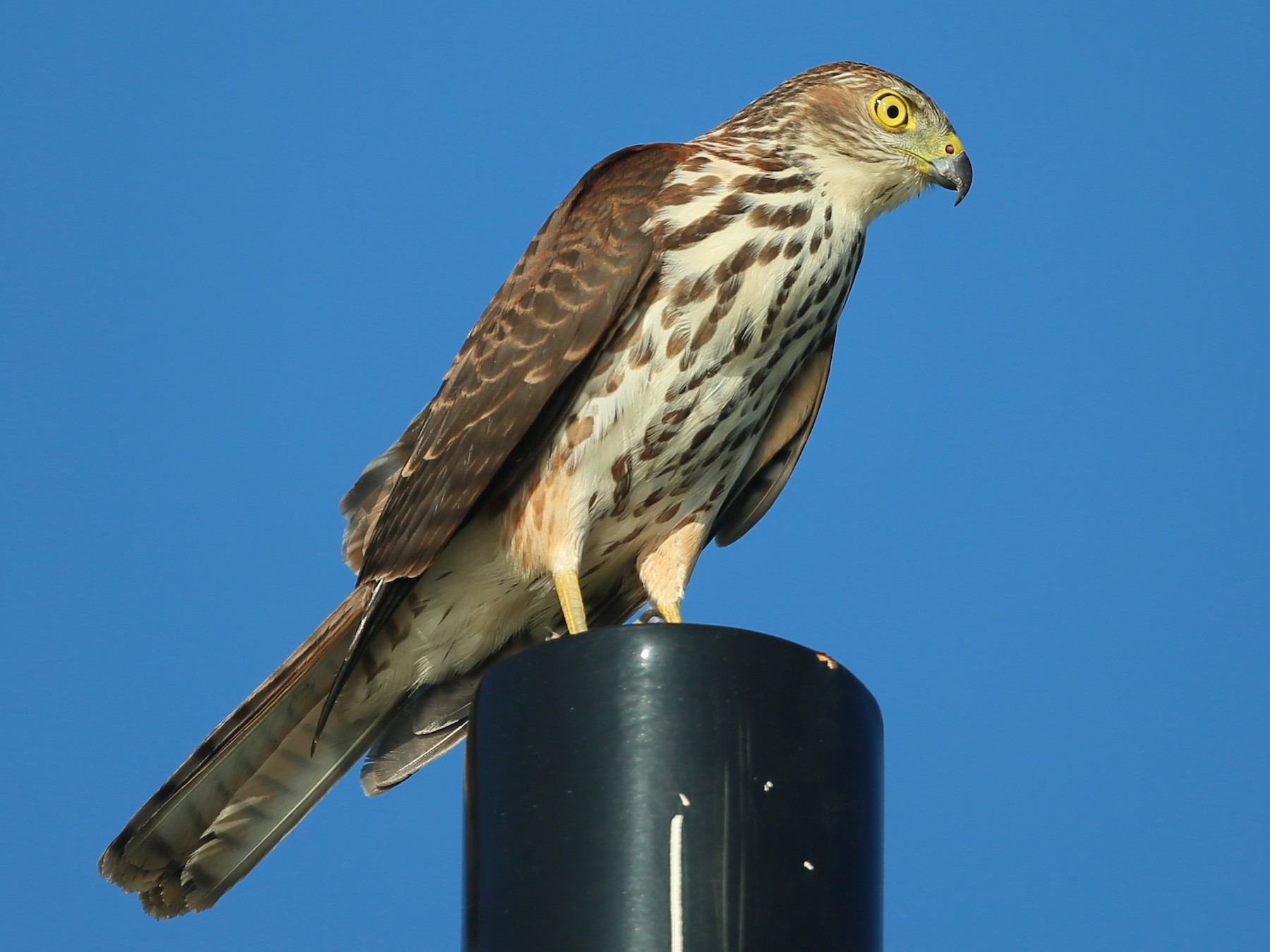 Fiji Goshawk - eBird