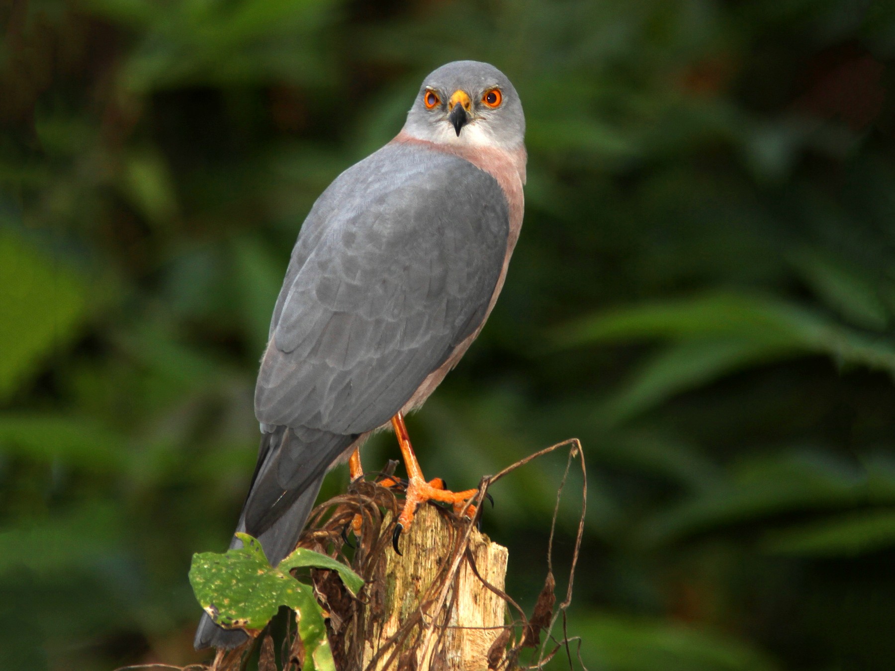 Fiji Goshawk - eBird