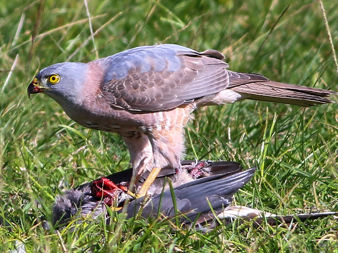 Fiji Goshawk - eBird