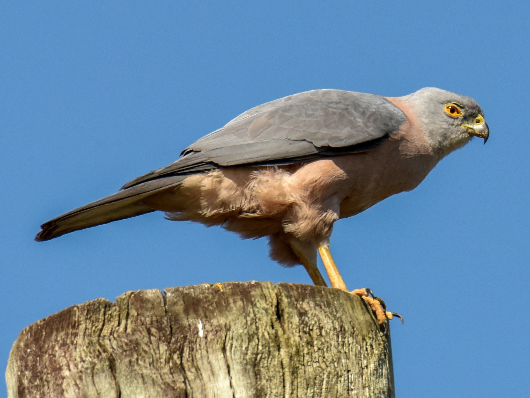 Fiji Goshawk - eBird