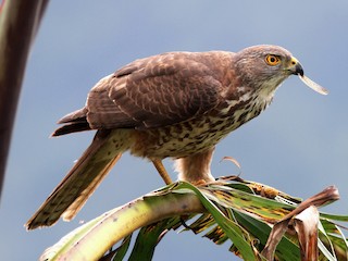 Fiji Goshawk - eBird