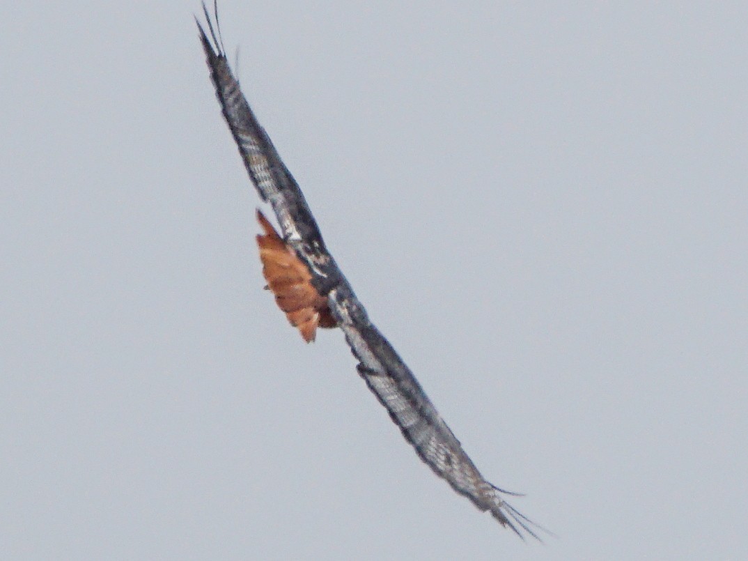 Augur Buzzard (Archer's) - eBird