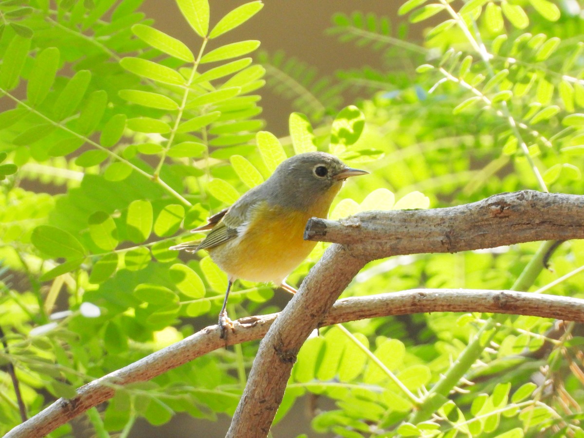 eBird Checklist - 25 Aug 2021 - Griffin Riley home - 21 species