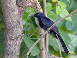 Black Shama - Copsychus cebuensis - Birds of the World