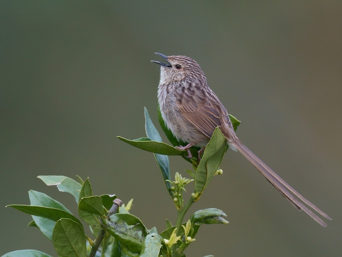 Striped Prinia - Prinia striata - Birds of the World