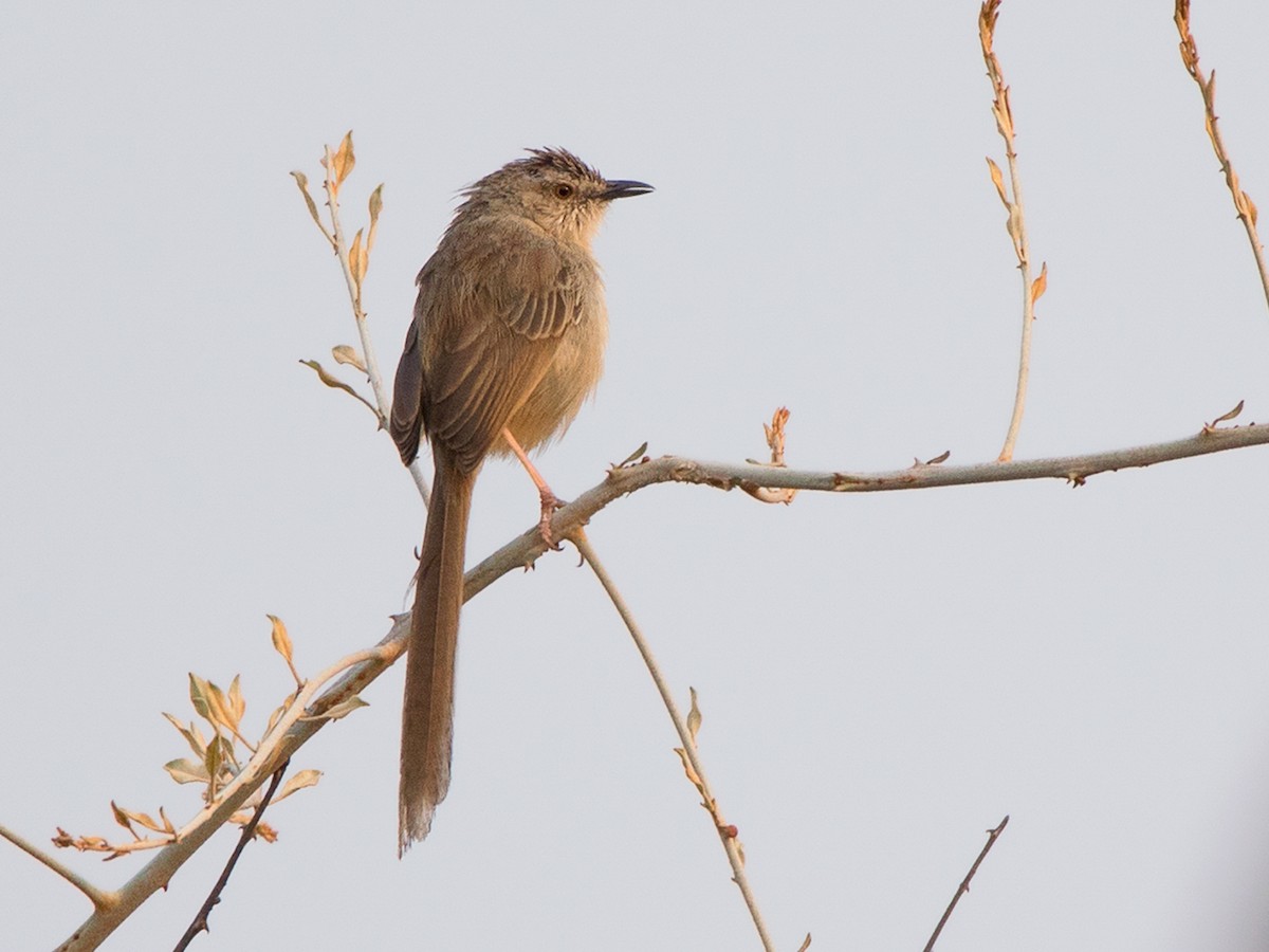 Burmese Prinia - Prinia cooki - Birds of the World