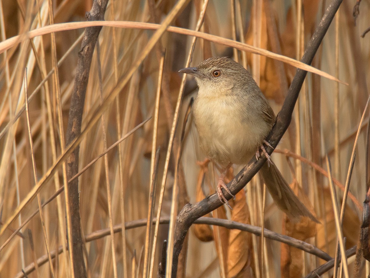 Brown Prinia - Prinia polychroa - Birds of the World