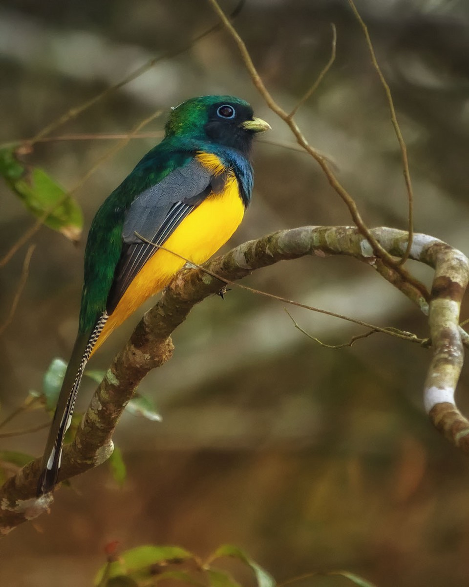 eBird Checklist - 18 Aug 2021 - Ruta Nacional 101, Misiónes, AR ...