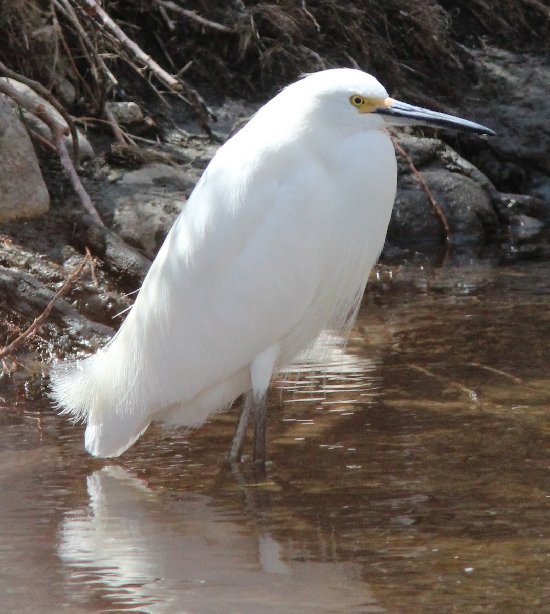 eBird Checklist - 7 Apr 2012 - Birchim Canyon - 24 species