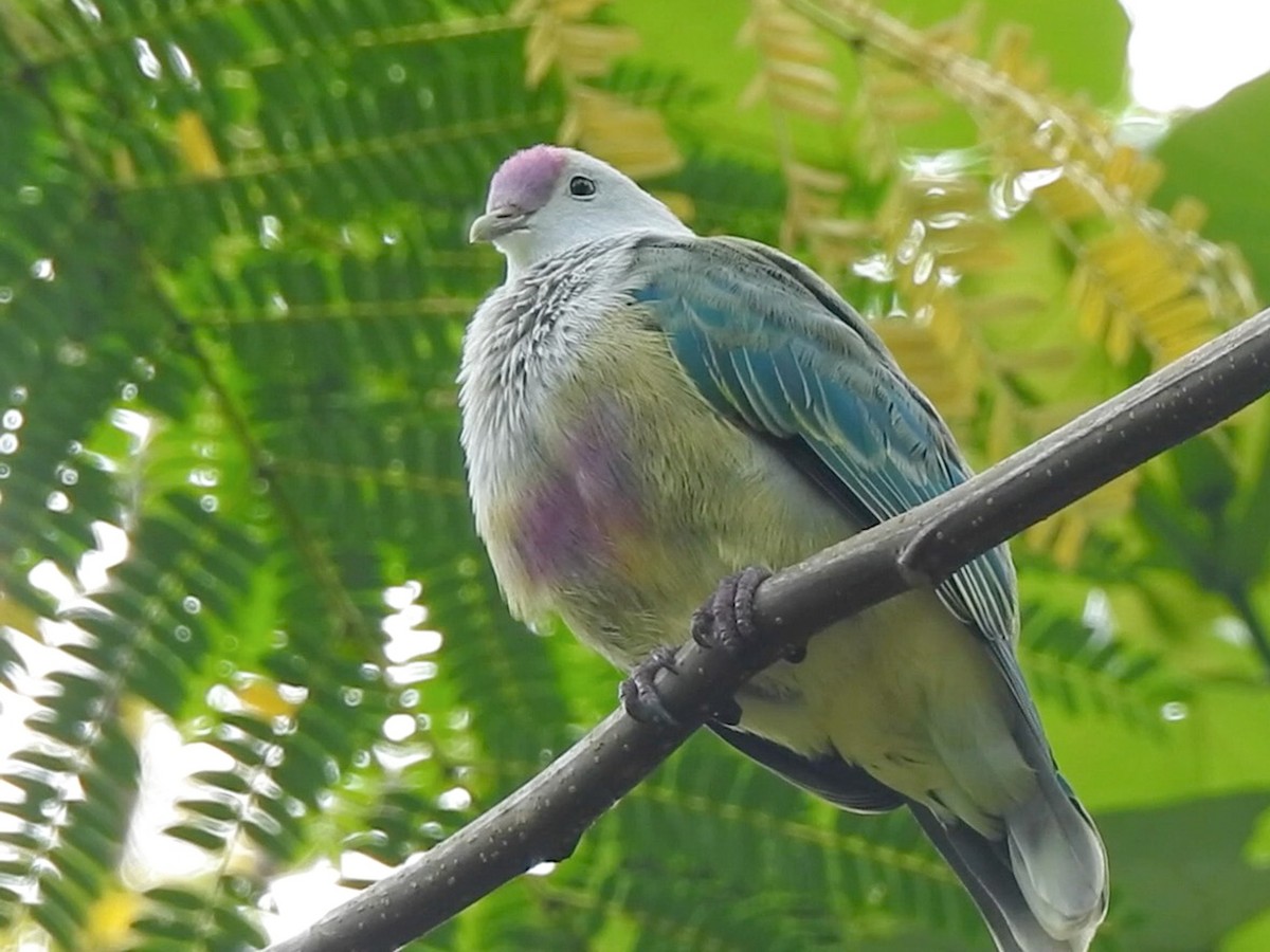 Cook Islands Fruit-Dove - Ptilinopus rarotongensis - Birds of the World