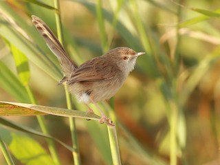 Graceful Prinia - Prinia gracilis - Birds of the World