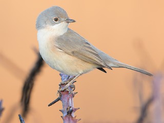 Western Subalpine Warbler - Curruca iberiae - Birds of the World