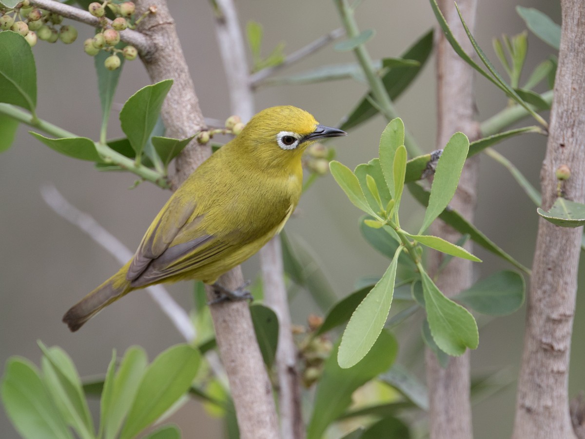 Southern Yellow White-eye - Zosterops anderssoni - Birds of the World