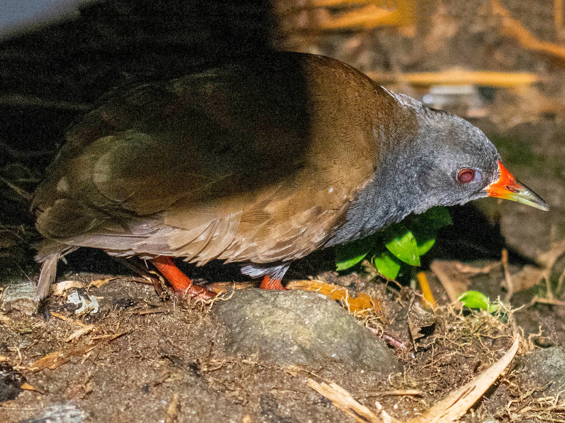 Colombian Crake - eBird