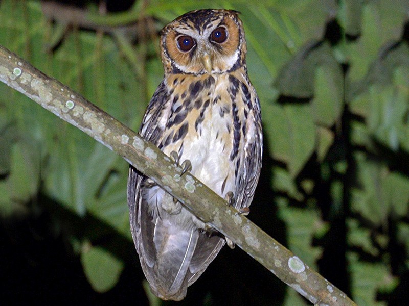 Giant Scops-Owl - eBird