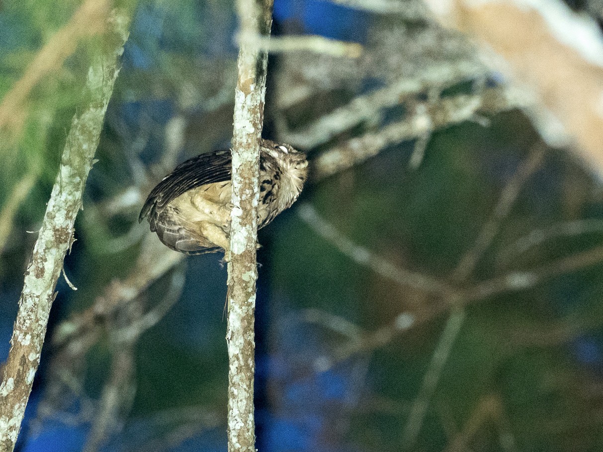Giant Scops-Owl - eBird