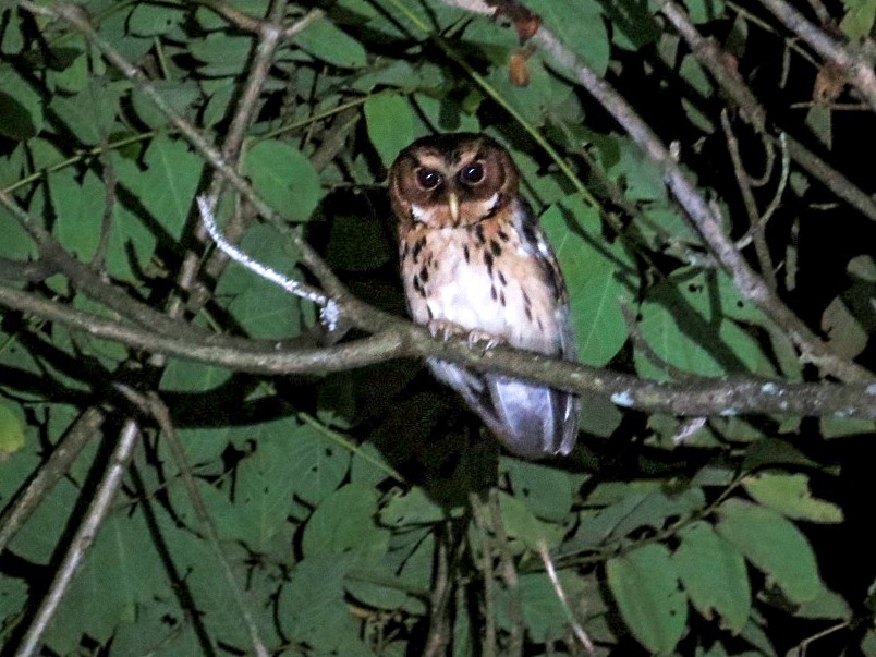 Giant Scops-Owl - eBird