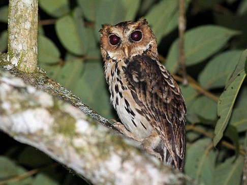 Giant Scops-Owl - eBird