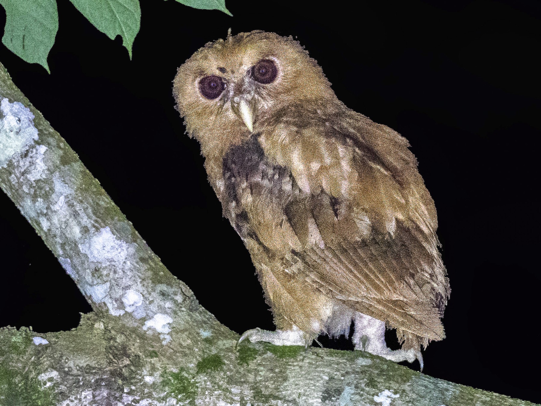 Giant Scops Owl - eBird