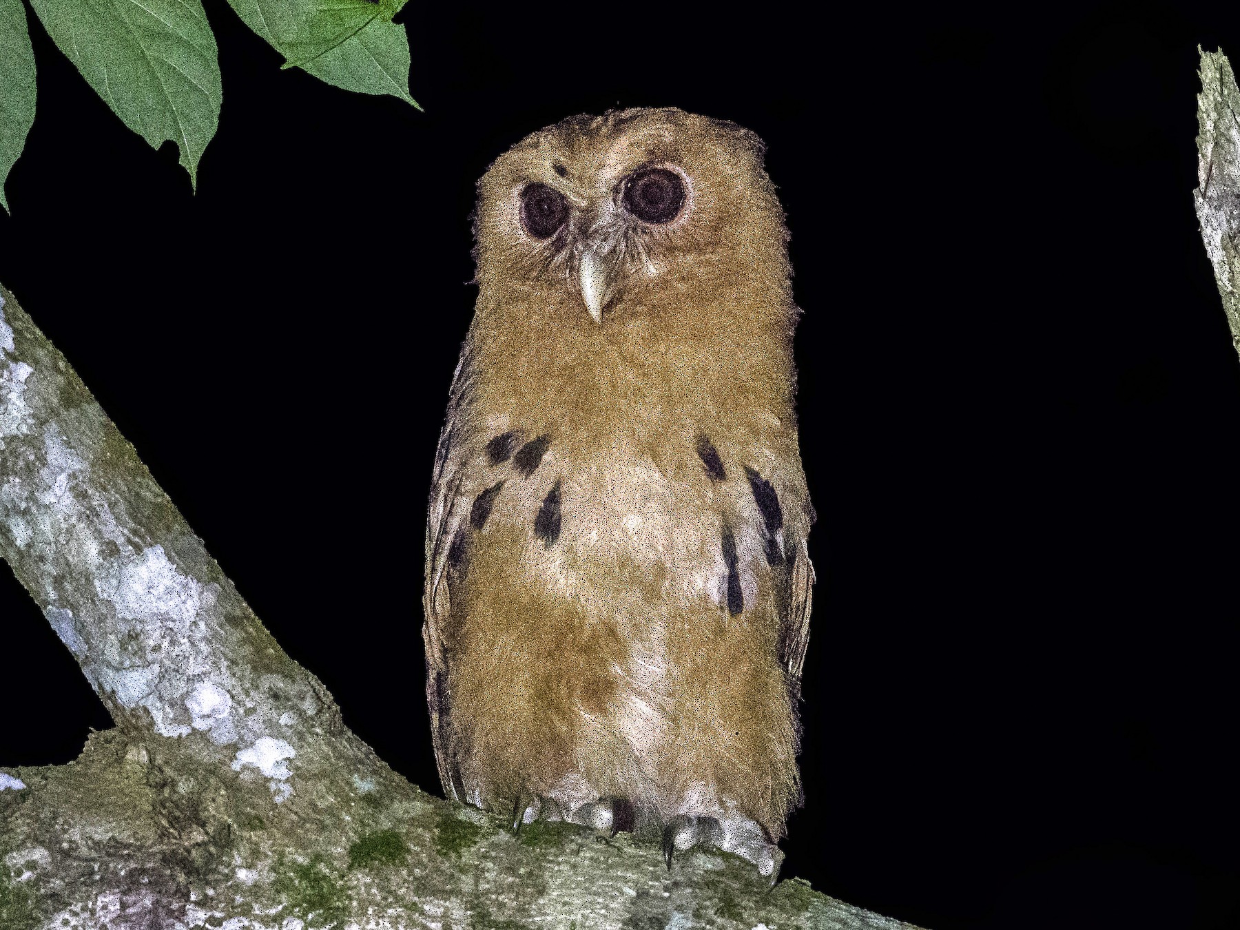 Giant Scops Owl - eBird
