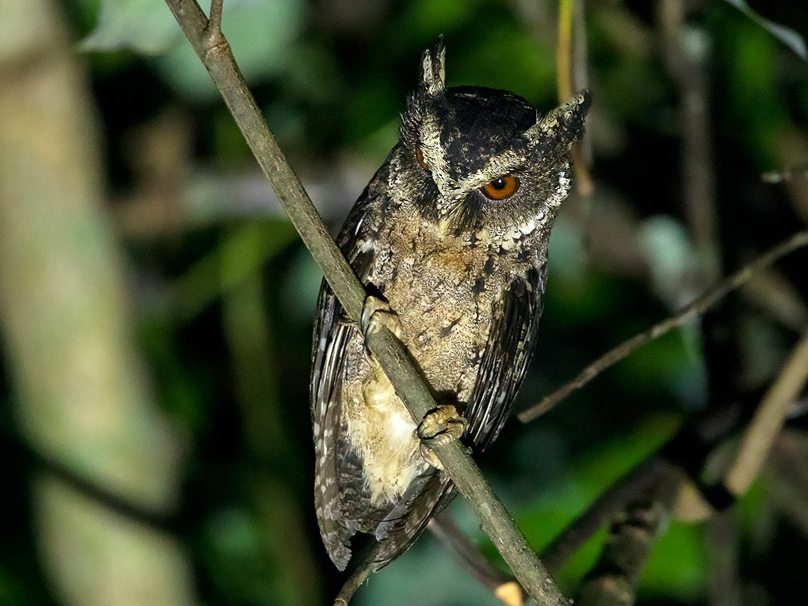 Palawan Scops-Owl - eBird