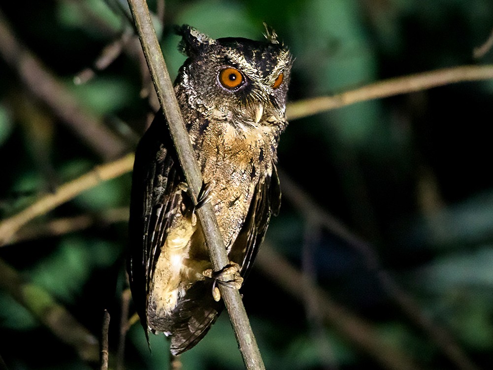 Palawan Scops-Owl - eBird