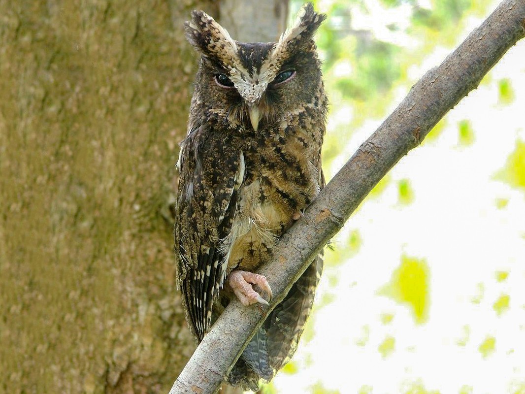 Palawan Scops-Owl - eBird