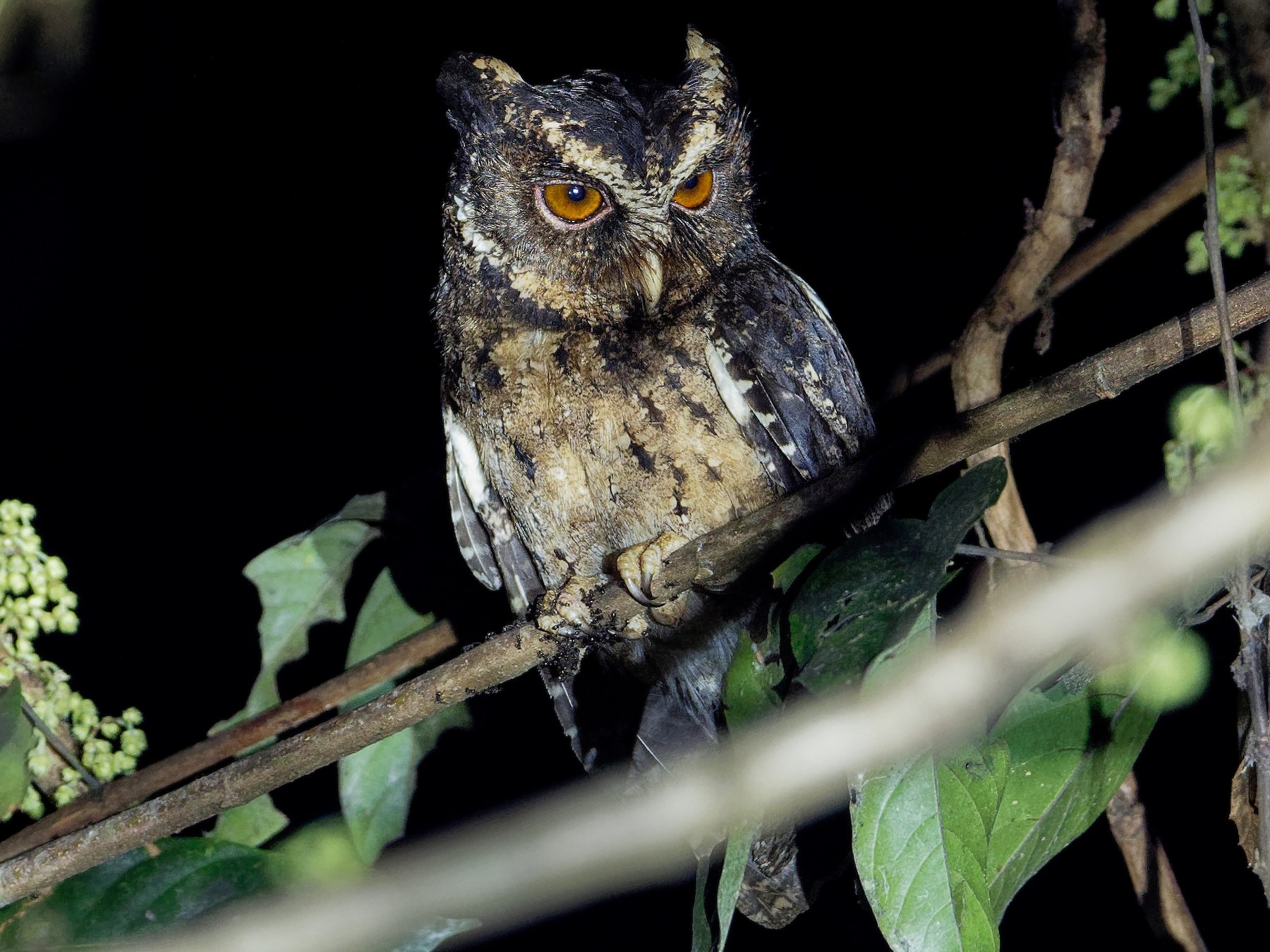 Palawan Scops-Owl - eBird