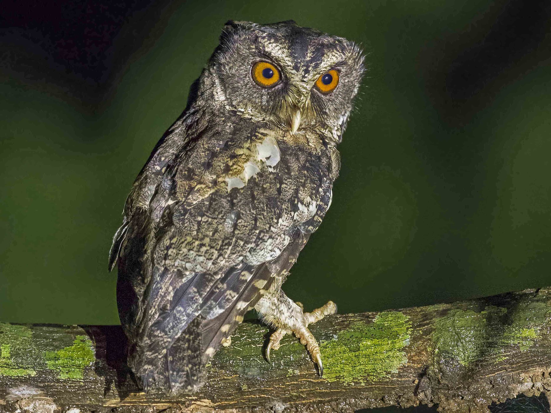 Palawan Scops-Owl - eBird