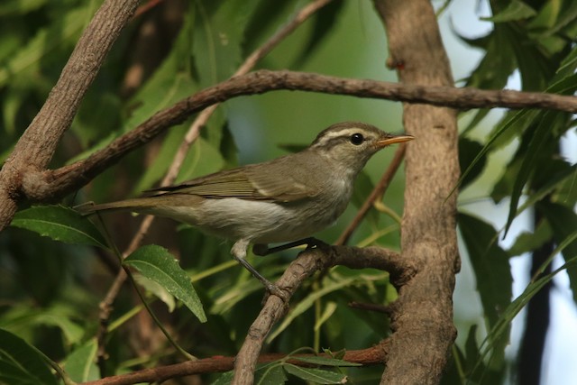 Western Crowned Warbler