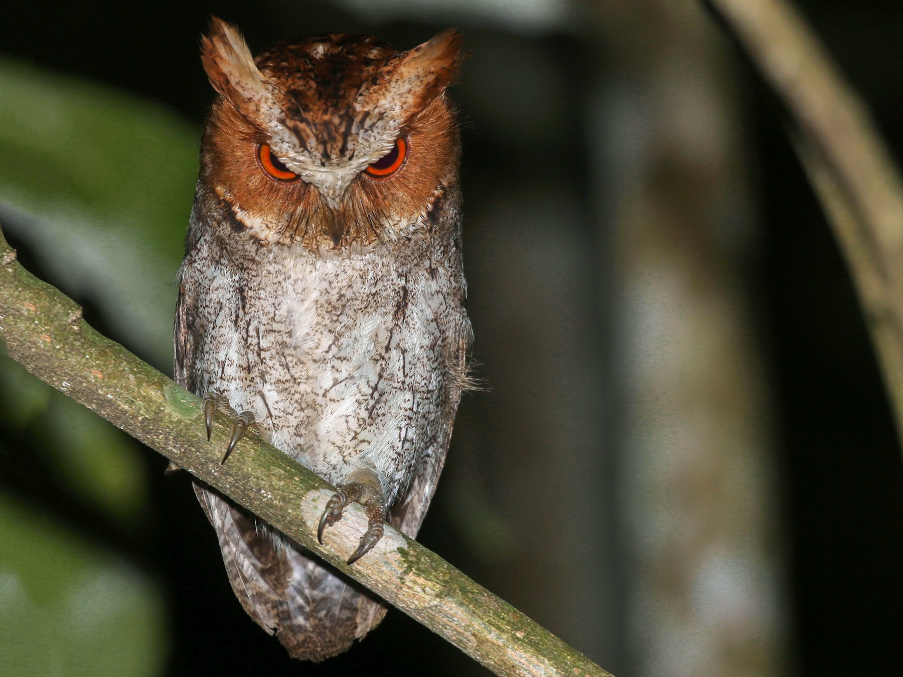 Negros Scops Owl - eBird