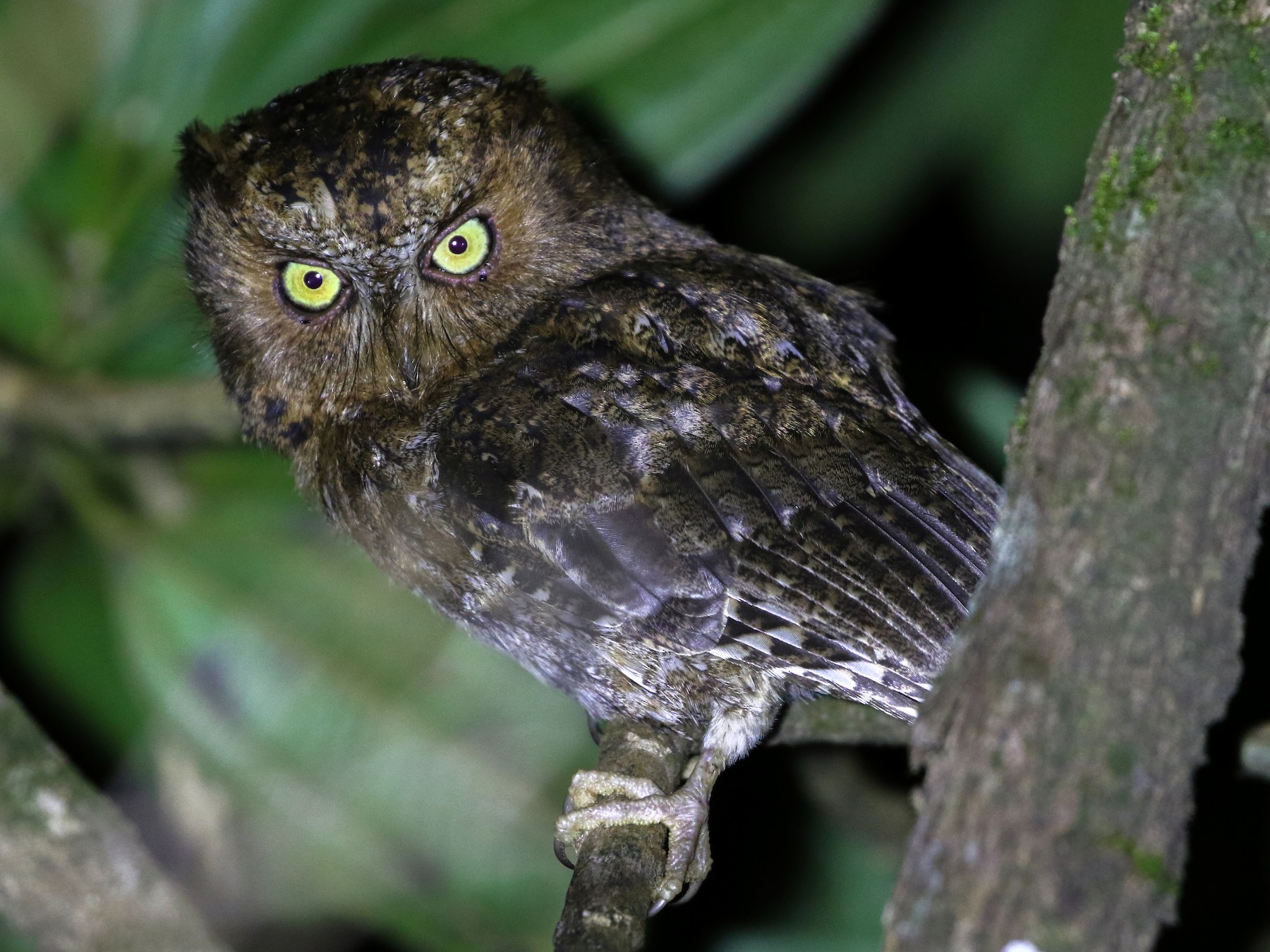 Mindoro Scops-Owl - eBird