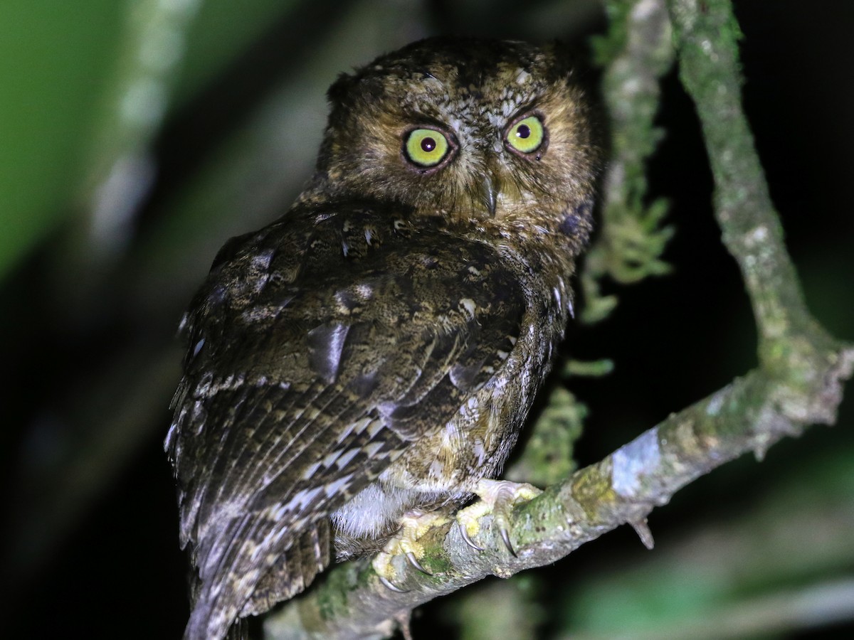 Mindoro Scops-Owl - Otus mindorensis - Birds of the World