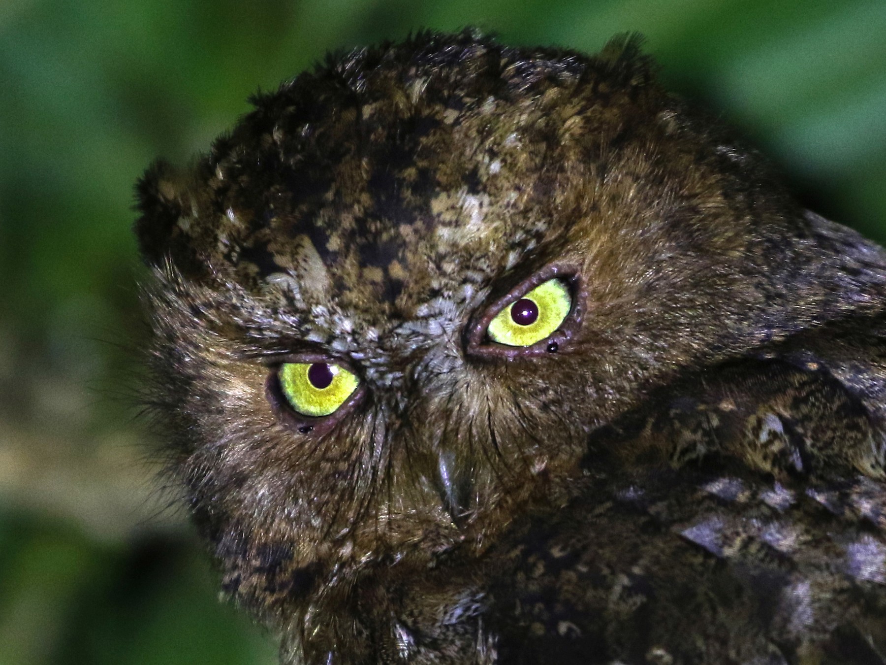 Mindoro Scops Owl - eBird