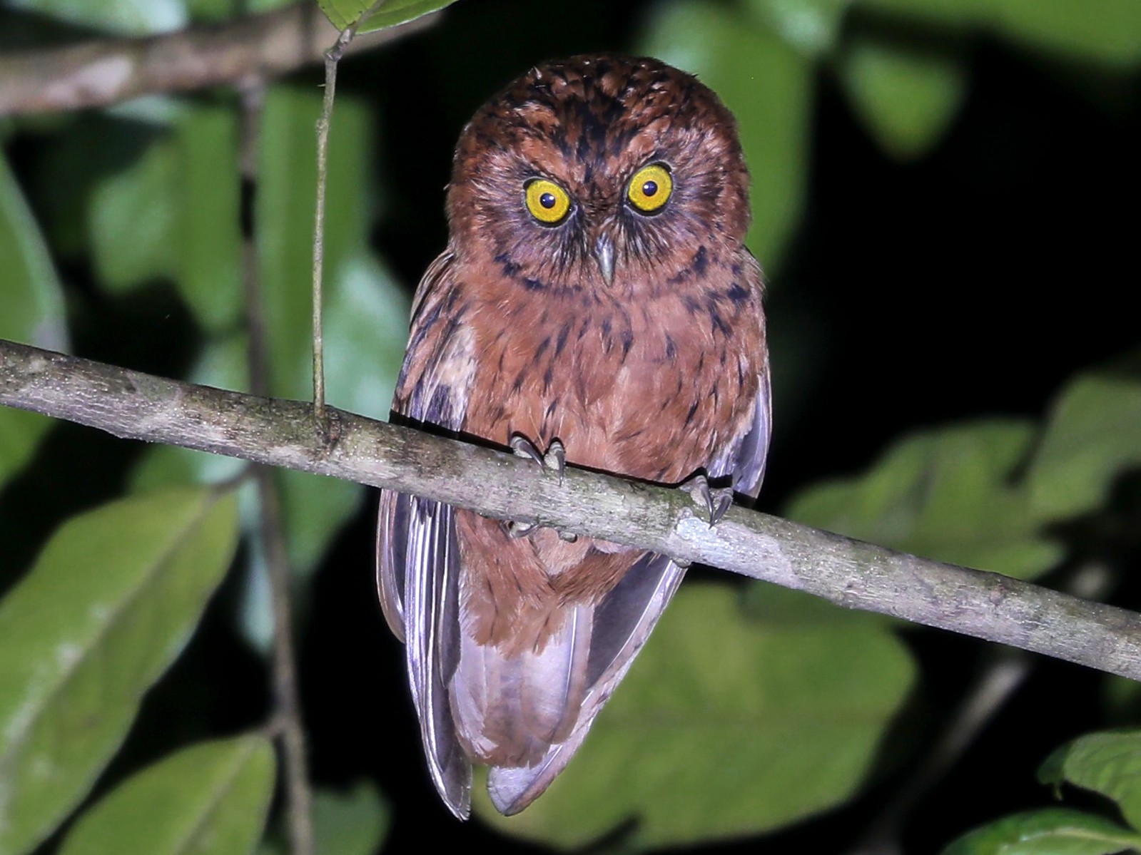 Sao Tome Scops-Owl - eBird