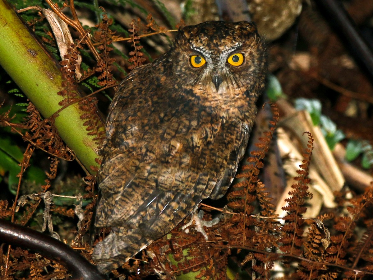 Mindanao Scops-Owl - Otus mirus - Birds of the World