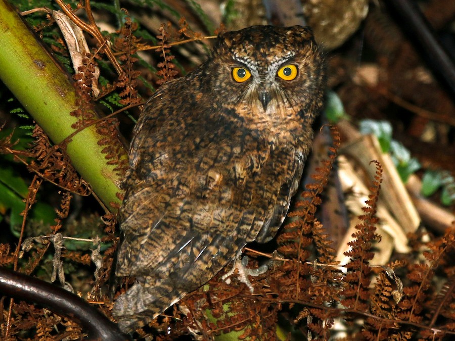 Mindanao Scops-Owl - eBird