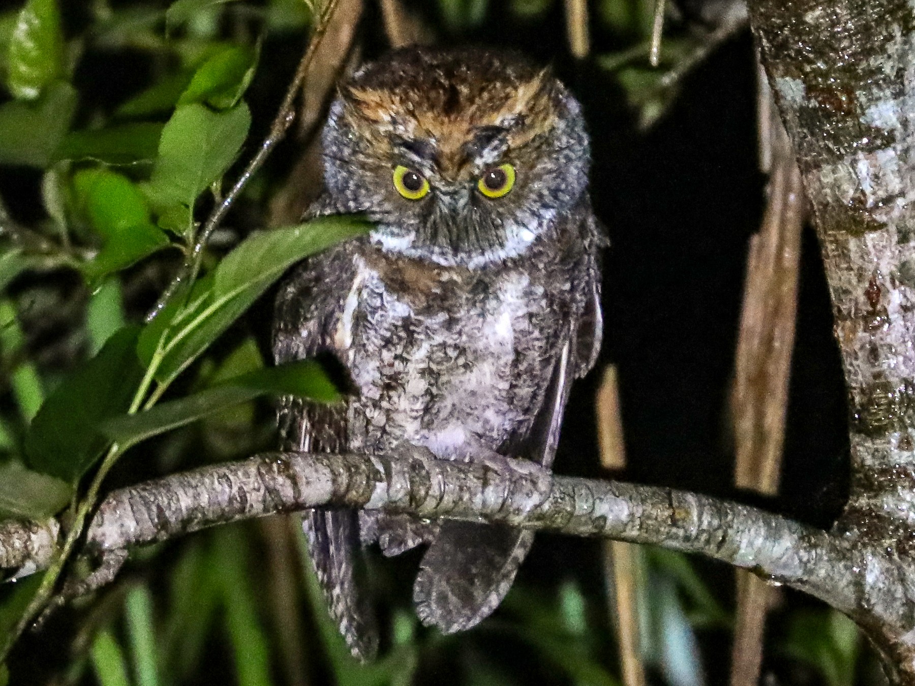 Luzon Scops Owl - eBird