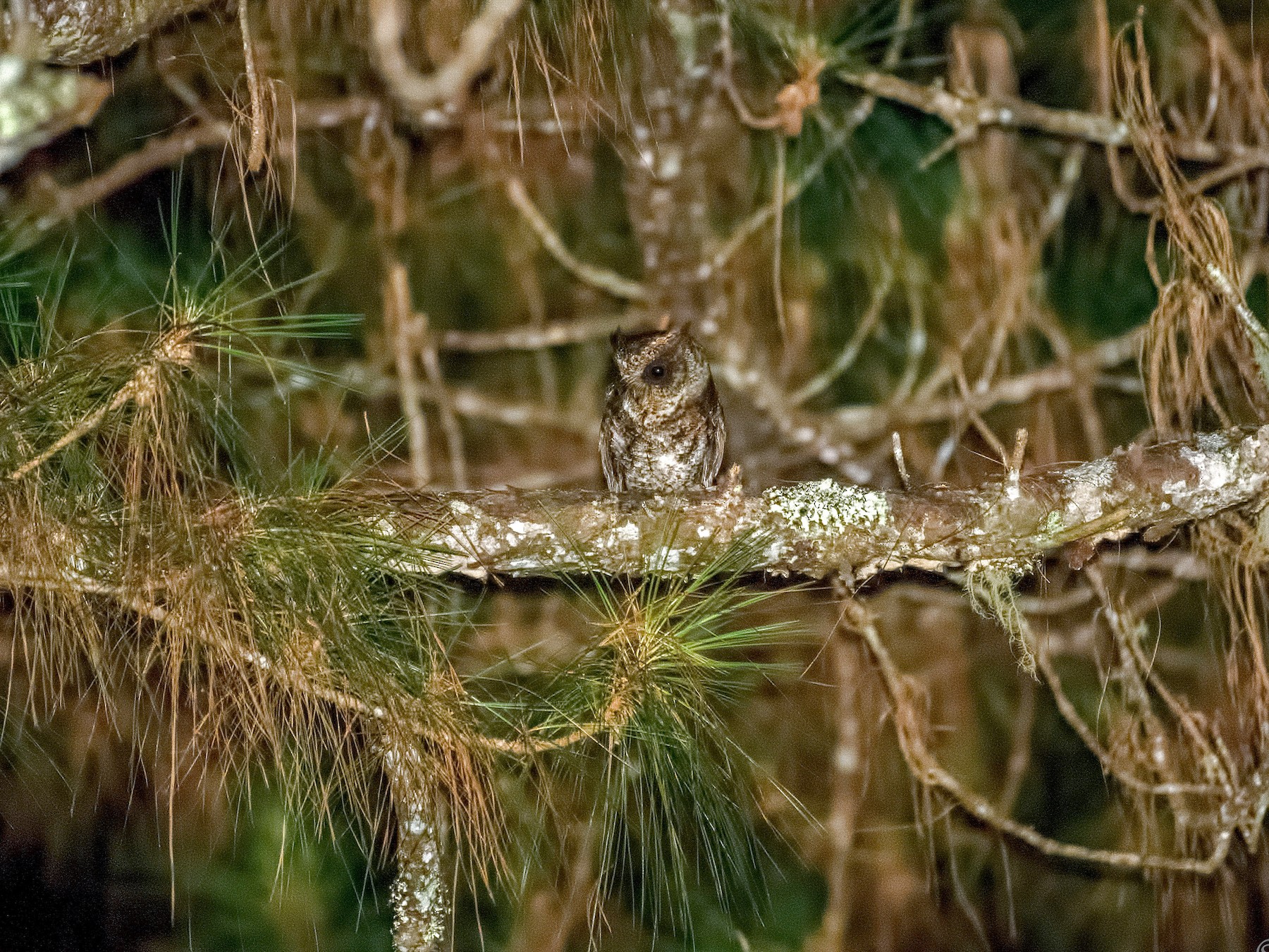 Luzon Scops-Owl - eBird