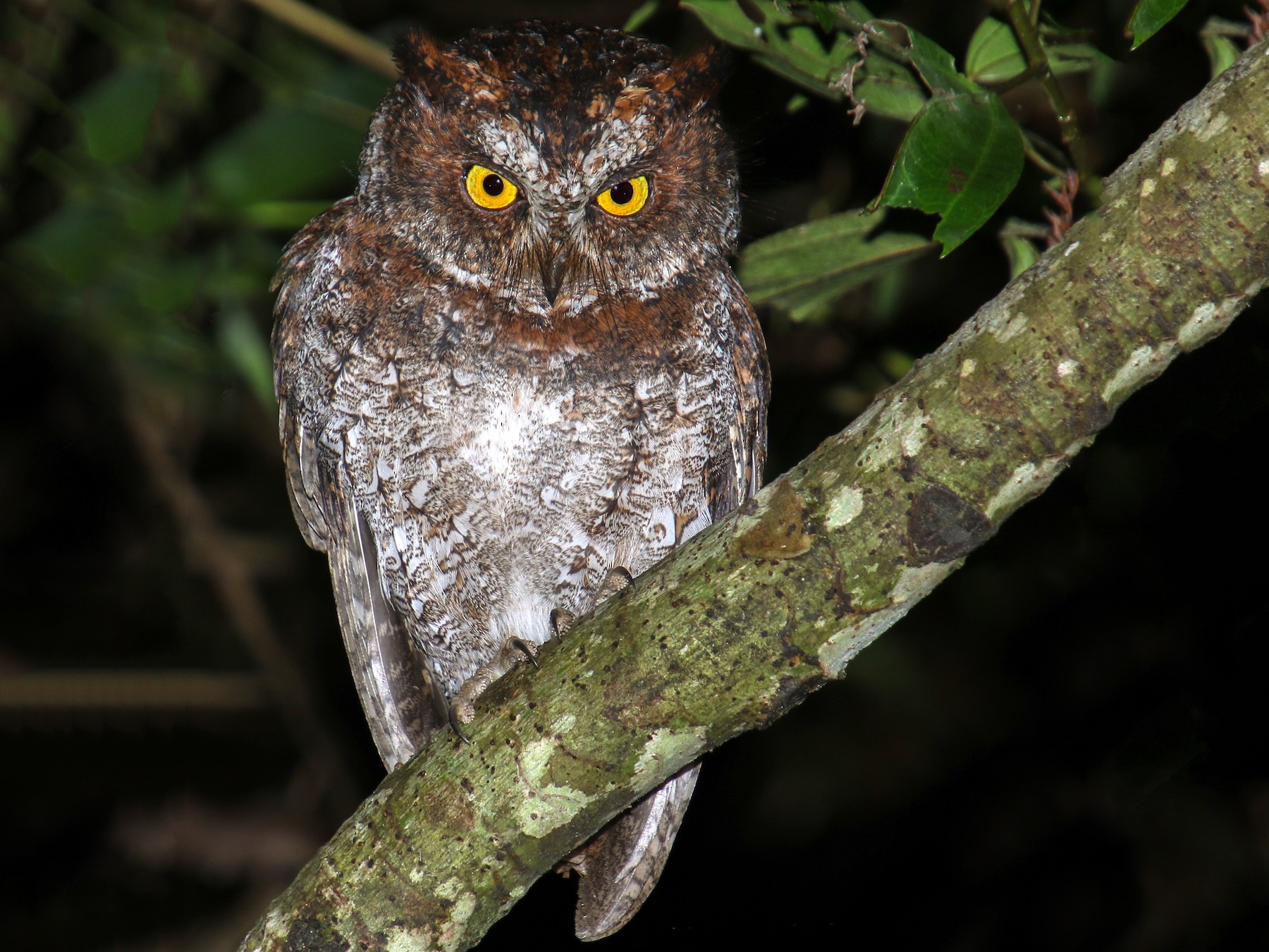 Autillo de Luzón - eBird