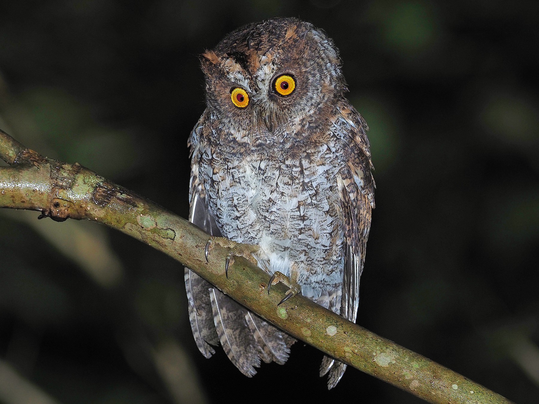Luzon Scops-Owl - eBird