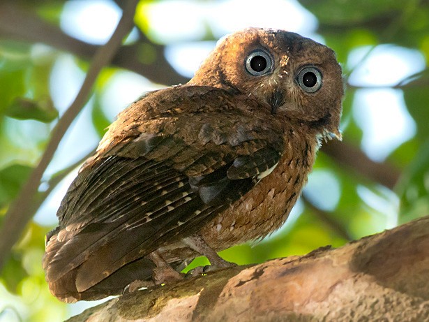 Moheli Scops-Owl - Otus moheliensis - Birds of the World