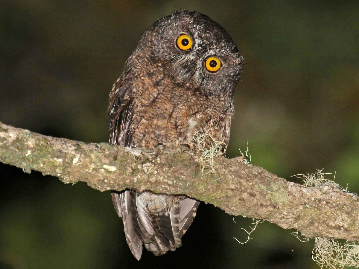 Comoro Scops-Owl - Otus pauliani - Birds of the World