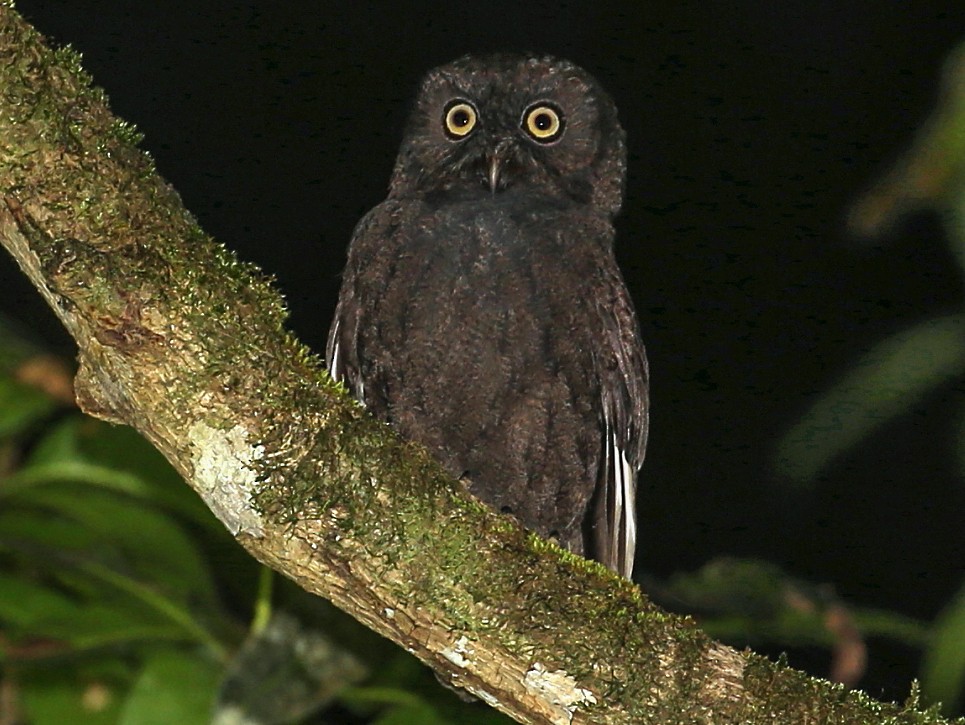 Anjouan Scops-Owl - eBird