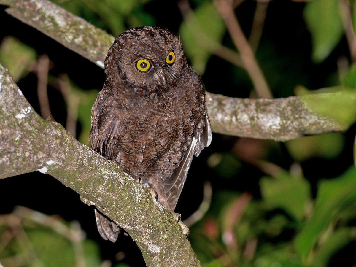 Anjouan Scops-Owl - Otus capnodes - Birds of the World