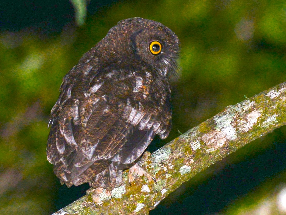 Anjouan Scops-Owl - eBird