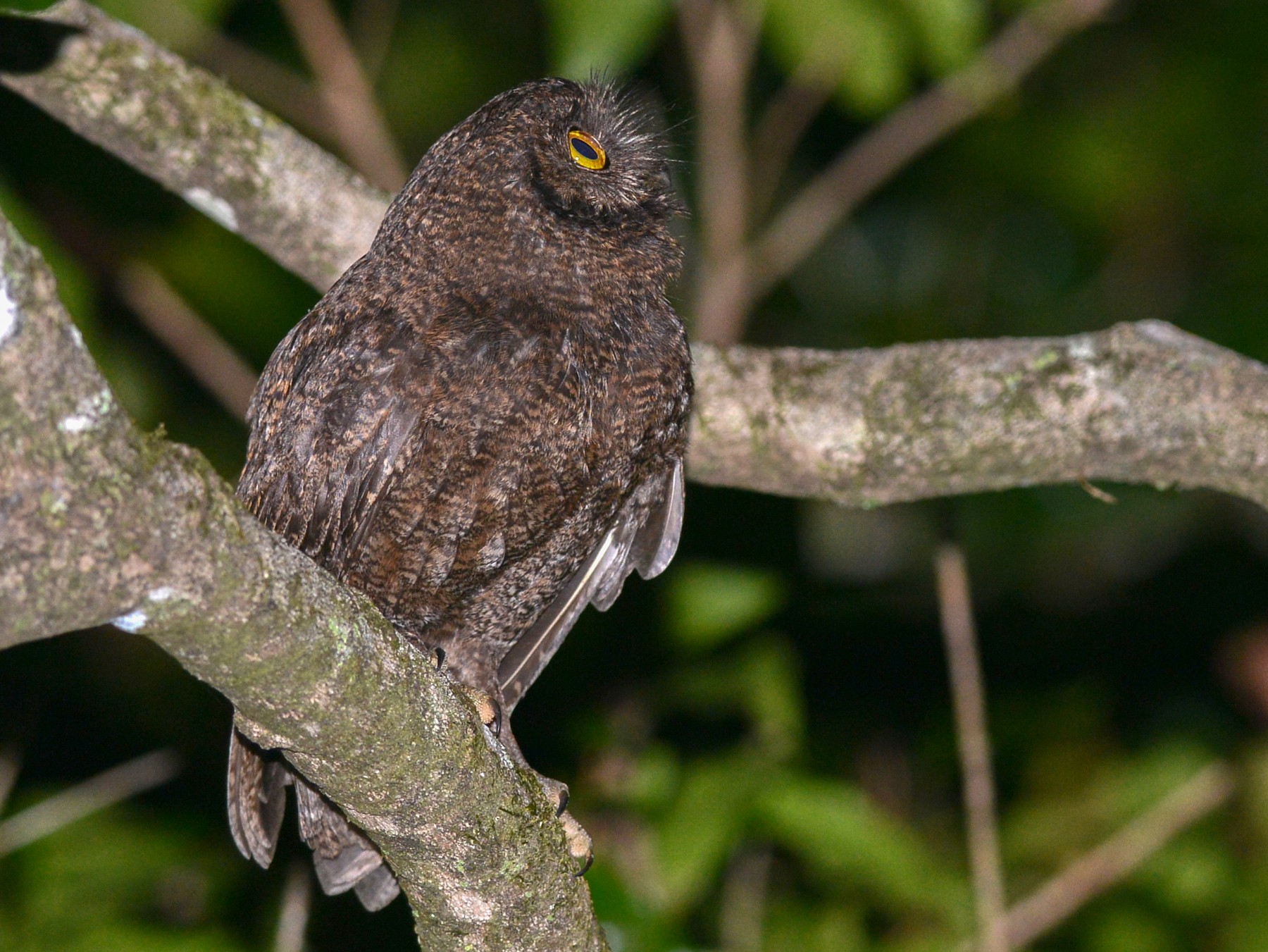 Anjouan Scops-Owl - eBird